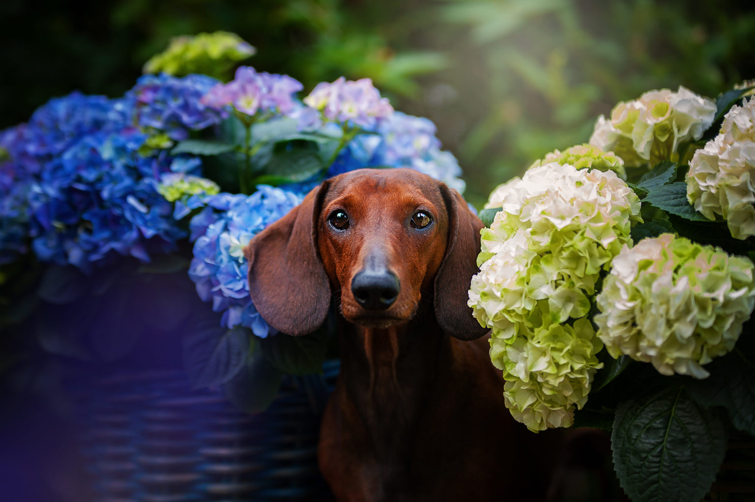 Dackelgeschichten | dackelfieber.de