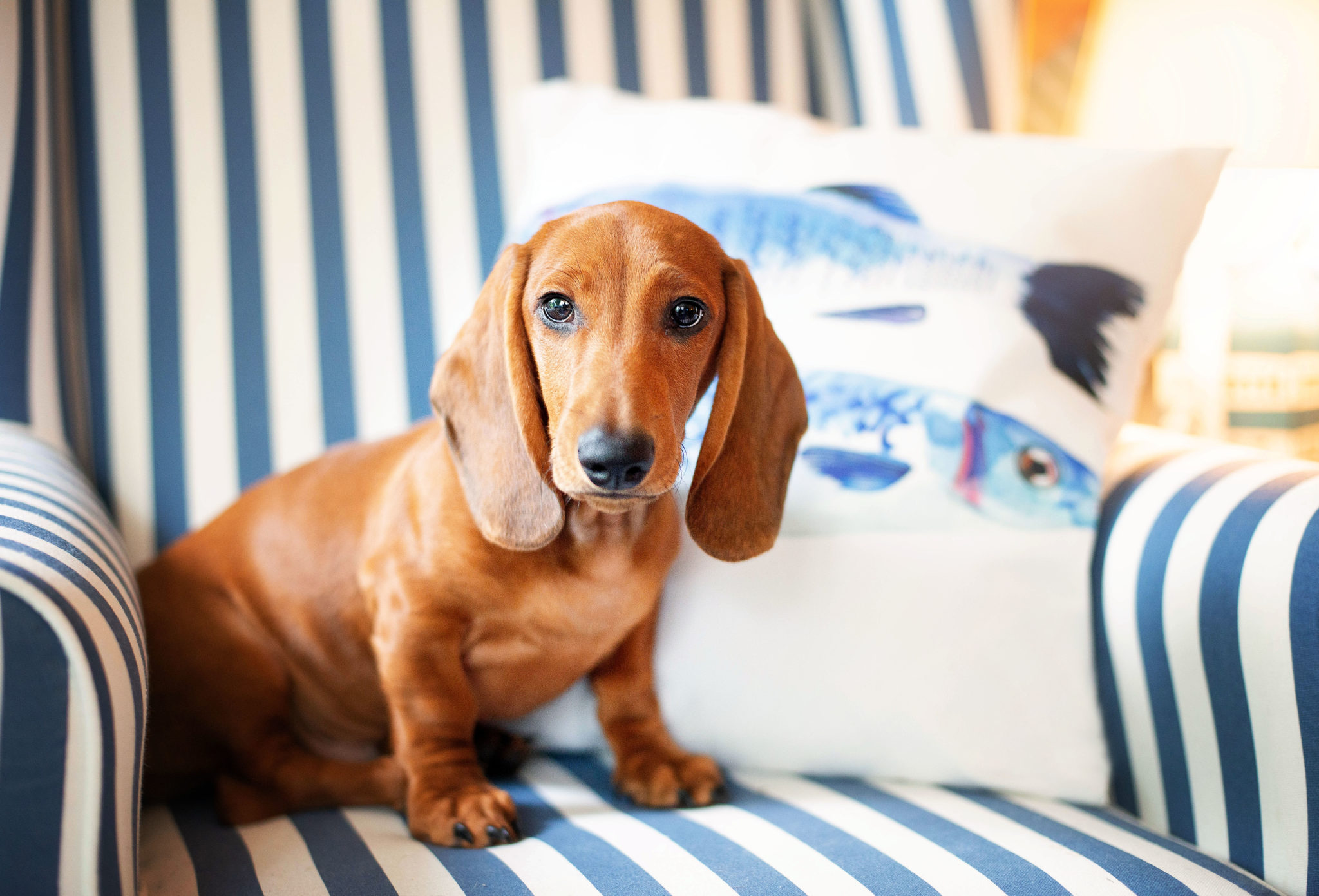 Rauhaar - Langhaar - Kurzhaar Dackel. Dackelgeschichten - Pfoten drauf!