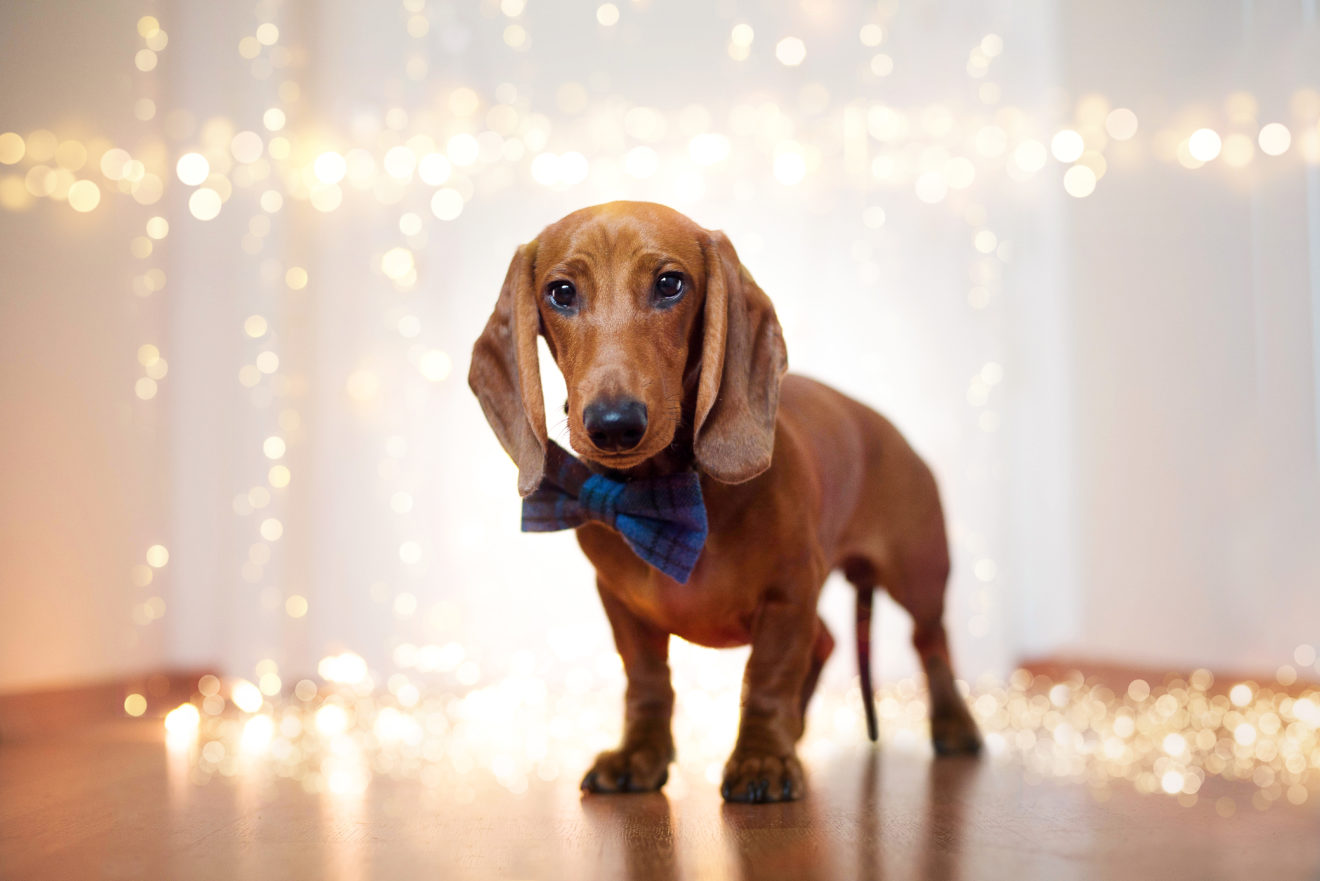 Rauhaar - Langhaar - Kurzhaar Dackel. Dackelgeschichten - Pfoten drauf!