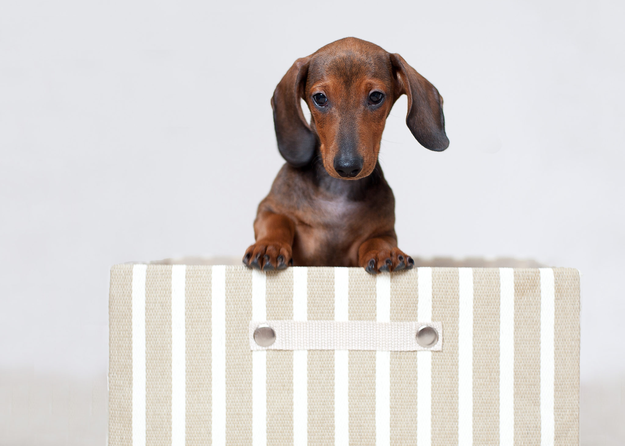 Dackelgeschichten | dackelfieber.de