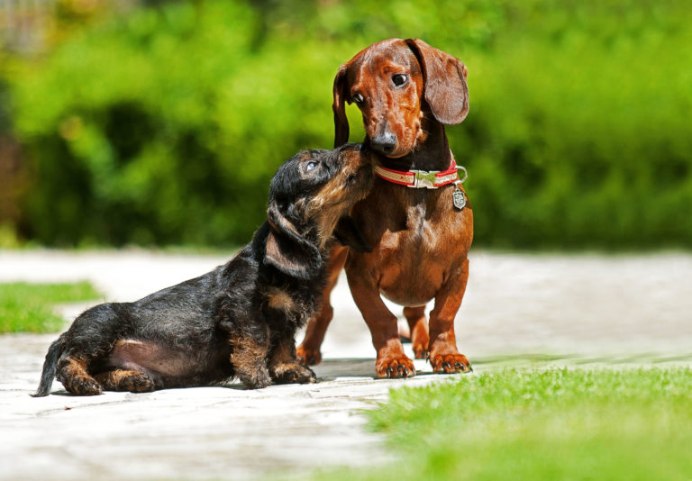 Dackelgeschichten | dackelfieber.de