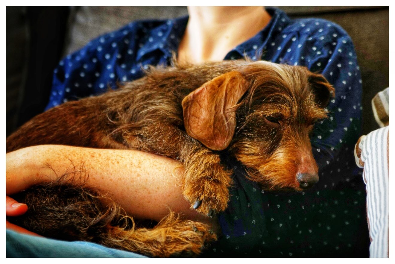 Der alte Hund | dackelfieber.de