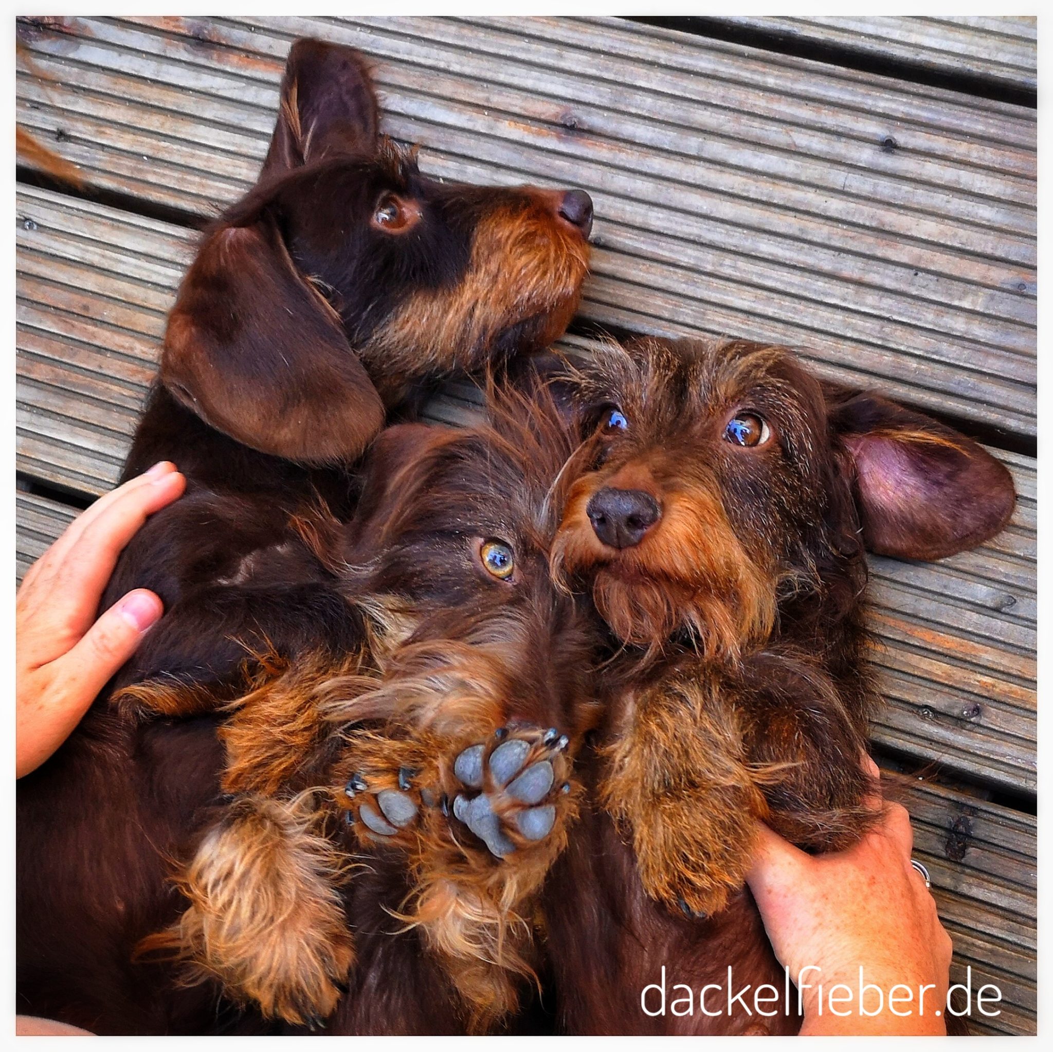 Der Dackel – Ein Herz auf Pfoten | dackelfieber.de