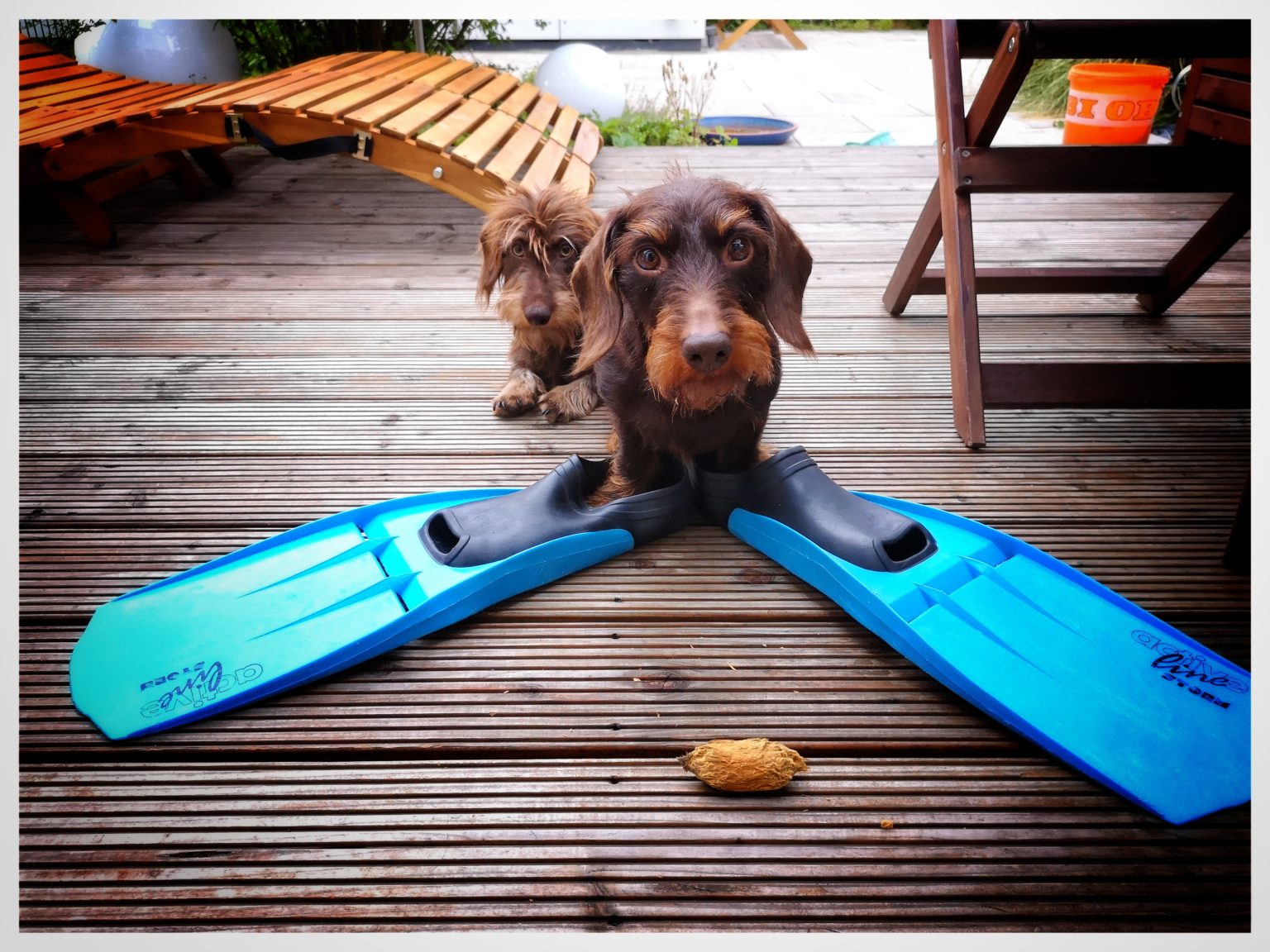 Fotos – dackelfieber.de